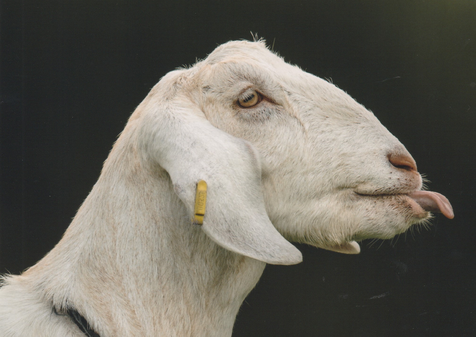 Gallery – The Norwich and District Goat Club